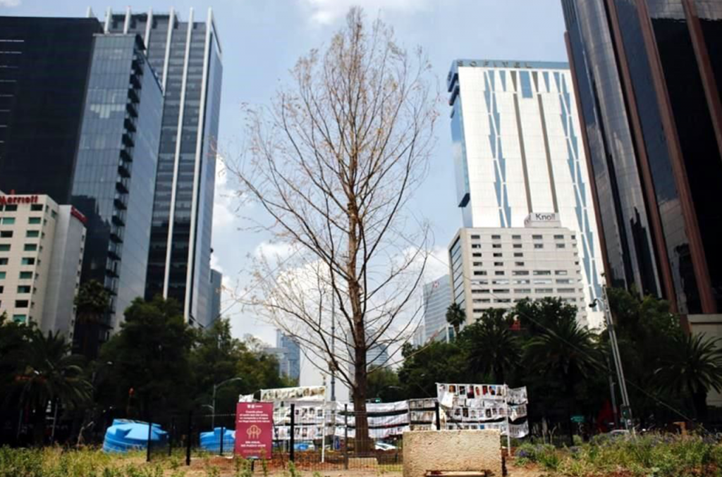 Ahuehuete de Reforma será sustituido | 8 Columnas